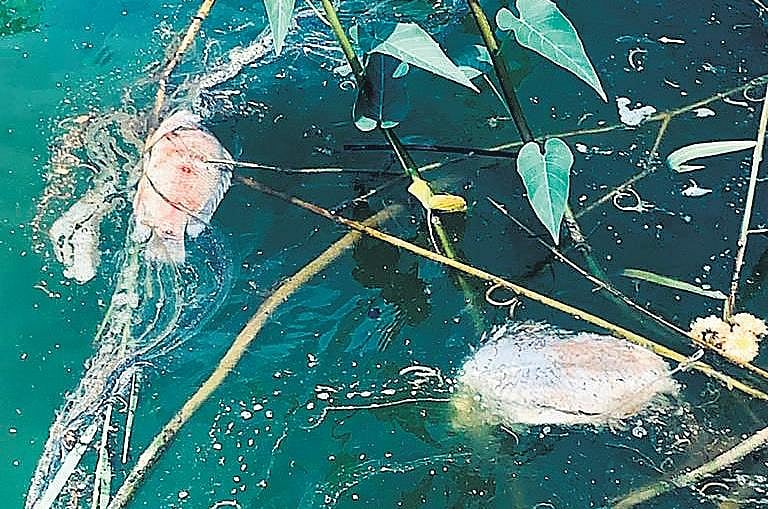 Manchanabele reservoir full of dead fish, cause unknown