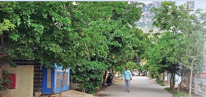 Tree-mendous efforts