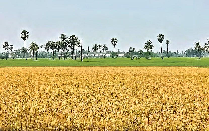 Pests feast on swathes of paddy fields in Arunachal’s Siang belt