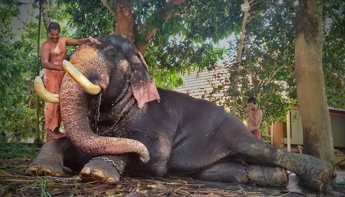 Approval to parade elephants for temple rituals in Thrissur, Covid-hit ...