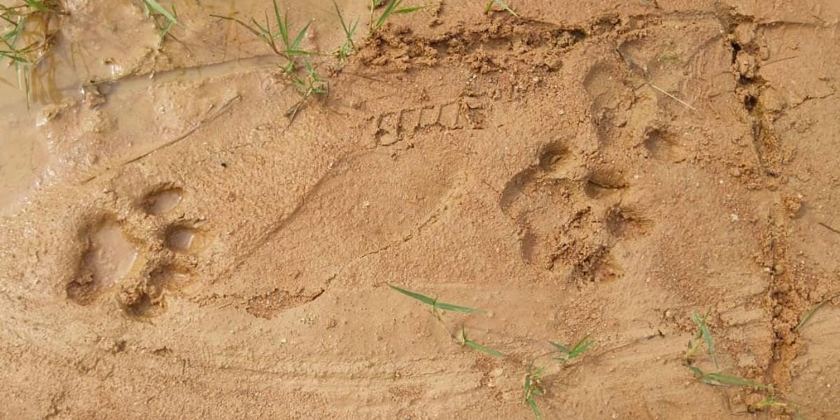 Leopard scare grips Gudalur, pugmarks found in grove