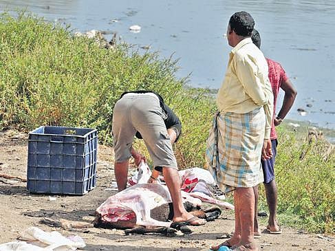 Cow chopped on banks of Cooum near Saidapet