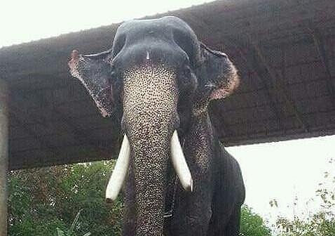 Popular elephant Karnan, known for its 'raised head', dies at 65 in Kerala