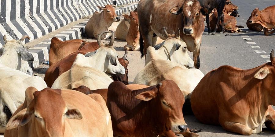 Narendra Modi government to hold national 'cow science' exam on February 25