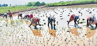 FCI introduces mixed indicator method to weed out old rice stocks