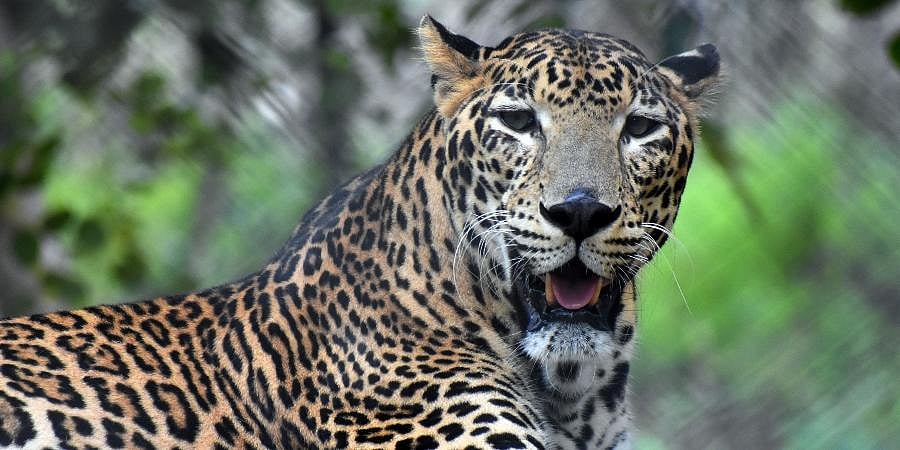 Rajasthan govt orders shoot at sight on man-eating leopard in Udaipur