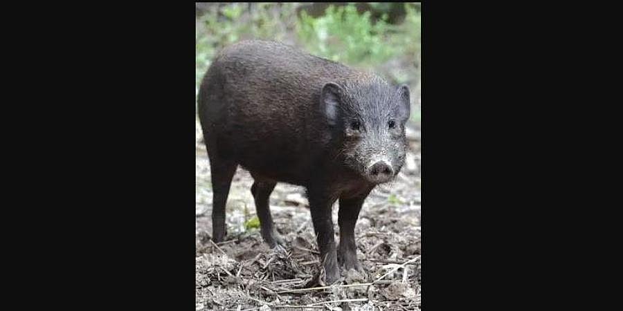 Hope for endangered pygmy hogs as gene diversity intact