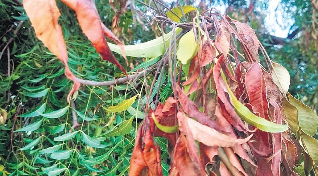 Telangana: Tea mosquito bug causing neem trees to shrivel up