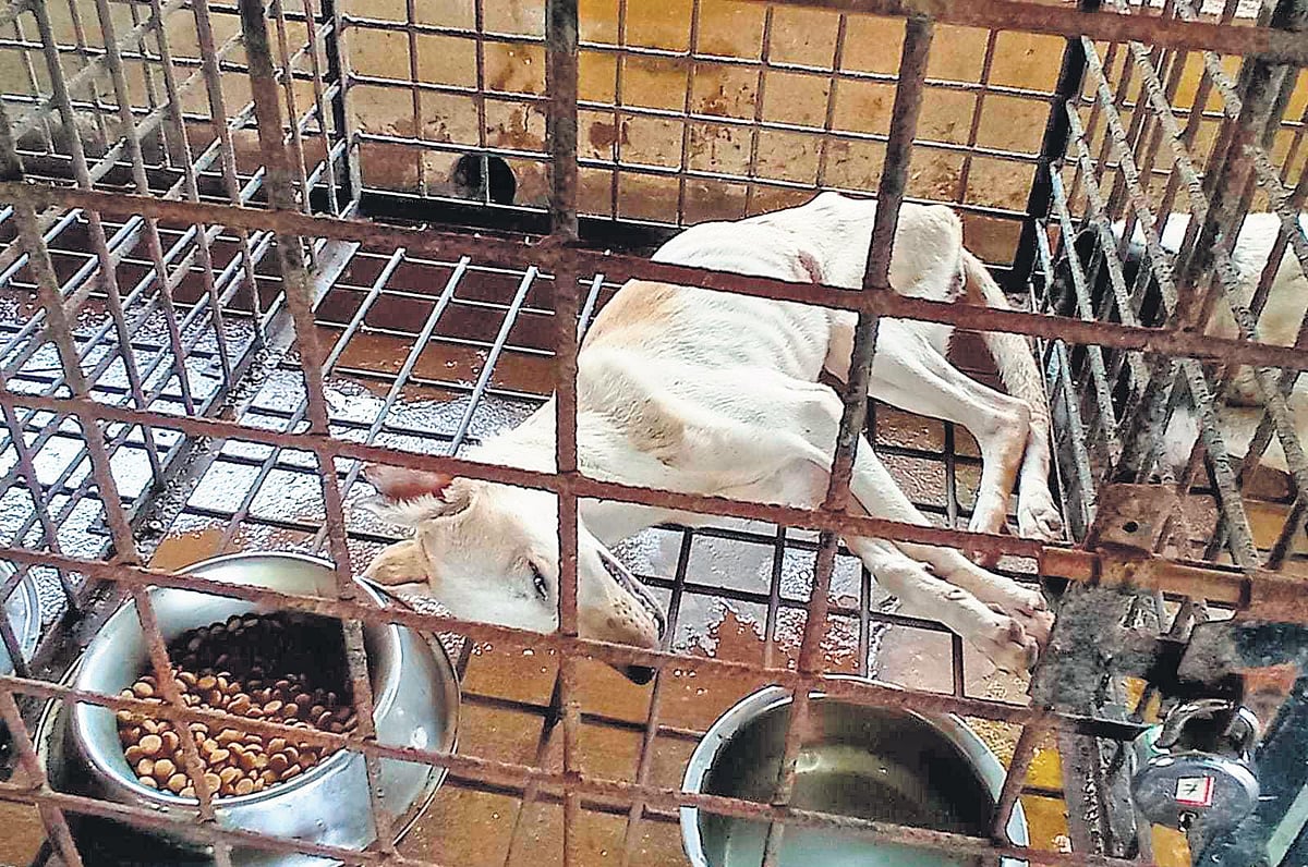 Dog carcasses at ABC facility: Activists to move court