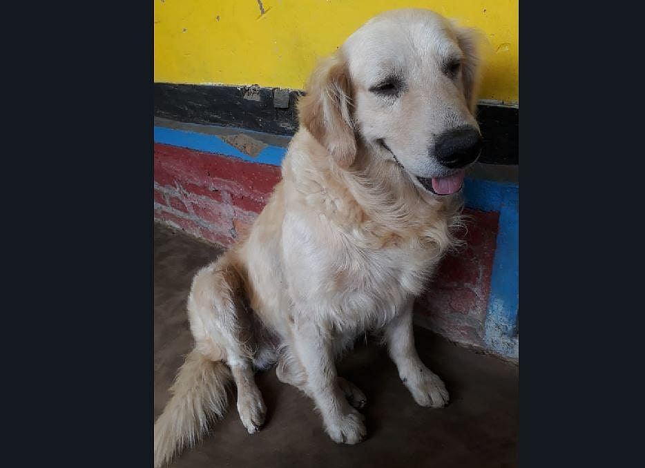 Manipur animal rights groups seek info on dog killers, announce Rs ...