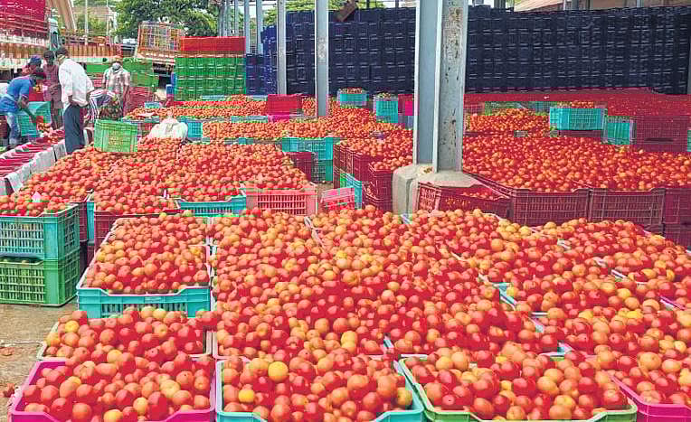 Tomato wholesale price up to Rs 130 a kg at Madanapalle market