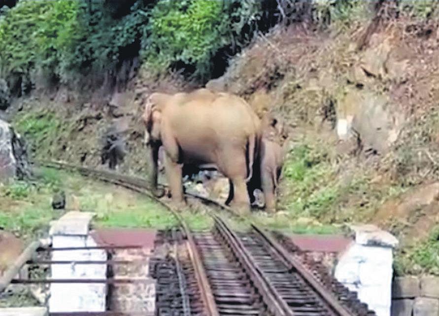 1160 wild elephants die due to train hit and electrocution etc across ...