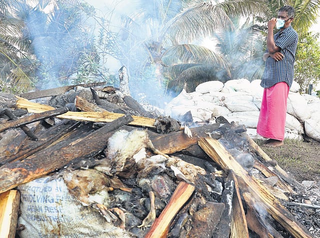 Christmas-New Year hopes come undone for Kerala's Kuttanad duck farmers