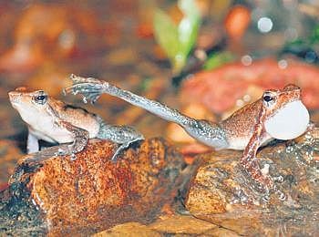 It’s dance of war, not love, for Karnataka’s own Kottigehara frog