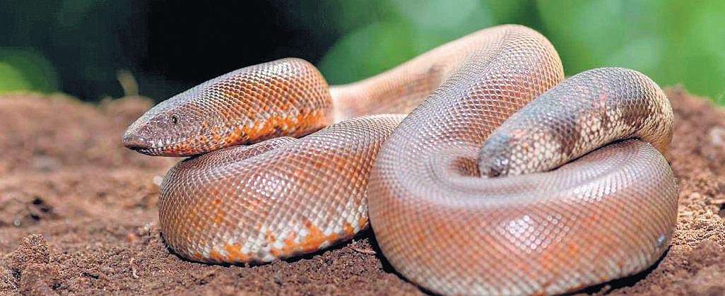 Uppar dam, a thriving biodiversity hotspot in Tamil Nadu with 193 bird ...