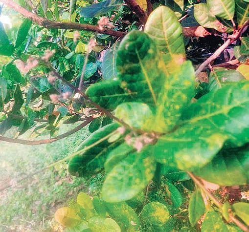 Tea mosquito bugs infest cashew trees in Karnataka's Udupi