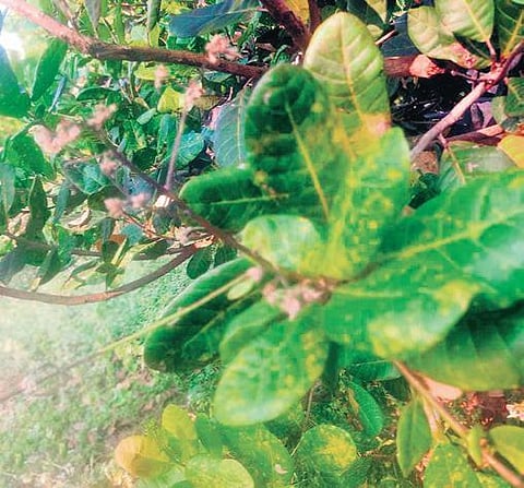 Tea mosquito bugs infest cashew trees in Karnataka's Udupi