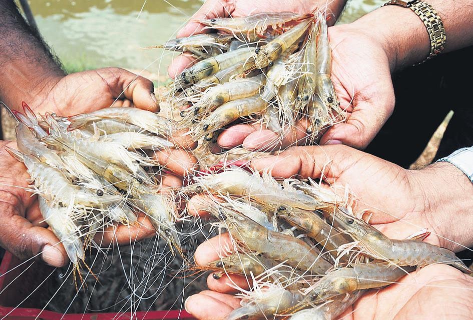 Genetic info of Indian white shrimp decoded