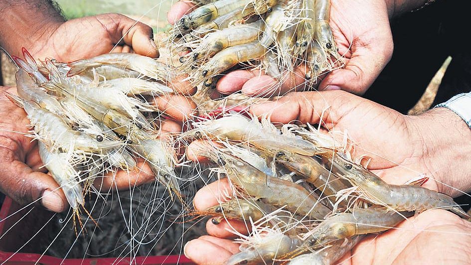 Indian scientists design indigenous Turtle Excluder Device mandated by US