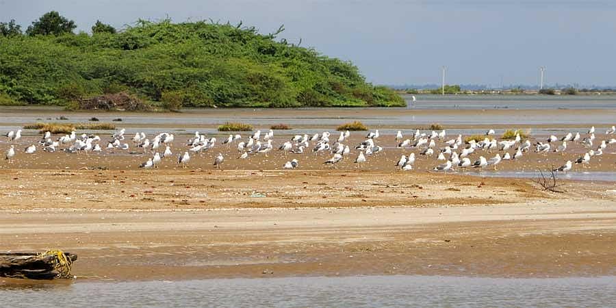 Tamil Nadu bird census to begin on January 22 as migratory birds ...