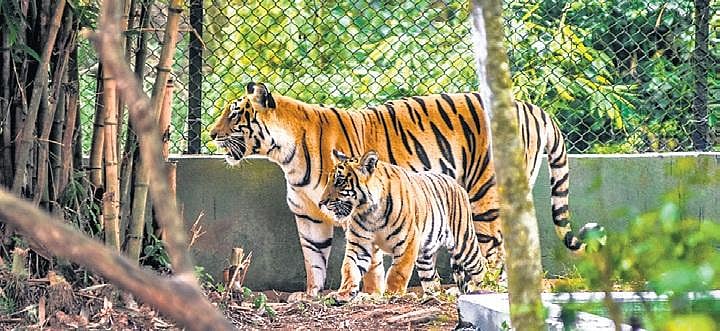 Bhubaneswar's Nandankanan zoo unveils six tiger cubs on foundation day