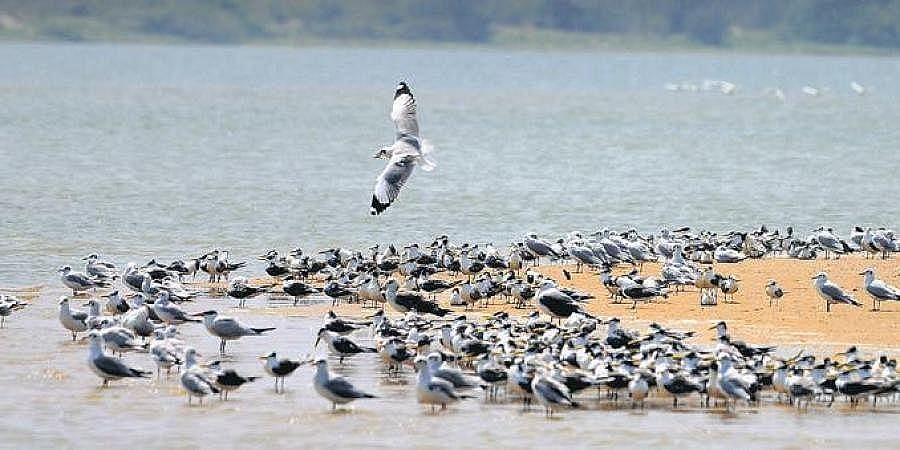 Tamil Nadu declares 5,151 hectares of Kaliveli wetlands in Villupuram ...