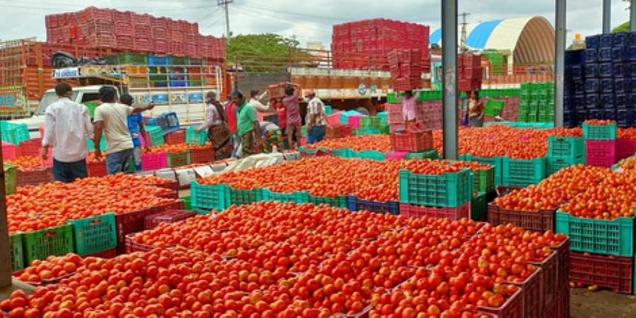 Farmers in shock as procurement price of tomatoes drops to Rs 10 per kg ...