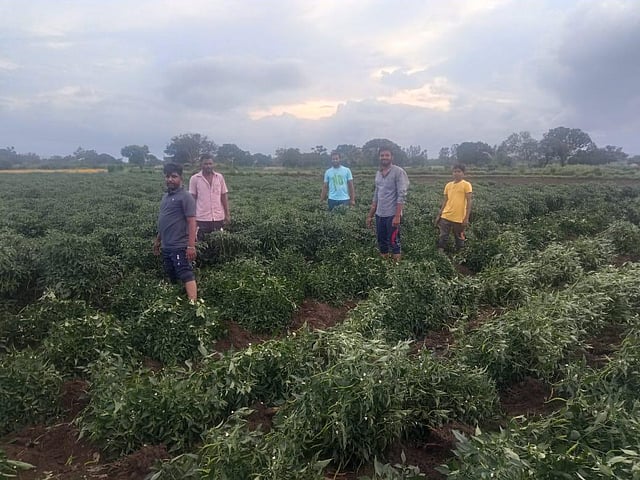 Invasive insect ‘Thrips’ destroys chilli crop, farmers’ hopes