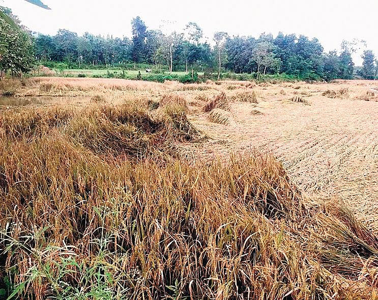 Encroachments, crop damage hot topics at farmers' grievance redressal ...