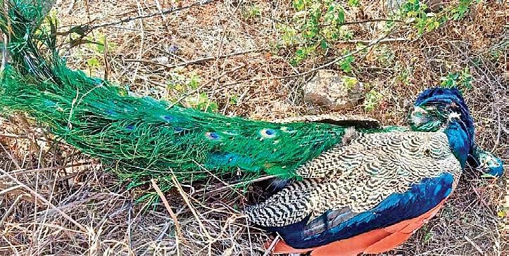Seven peacocks found dead in UP, poisoning suspected