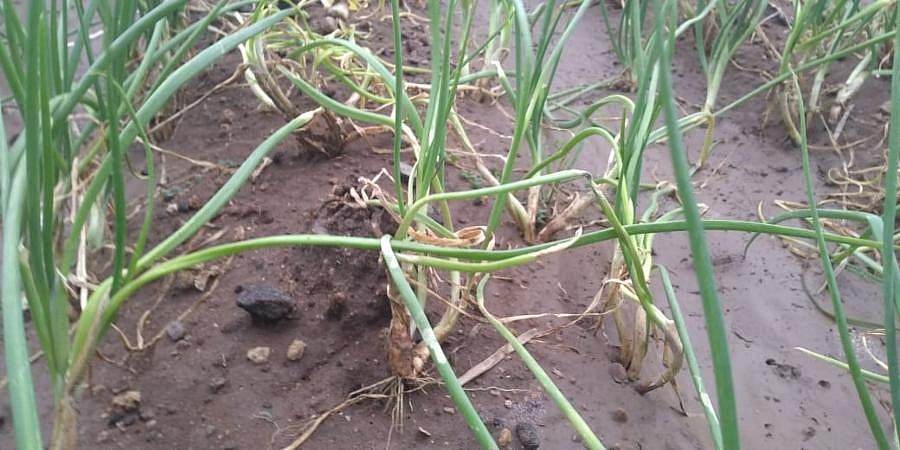 Wholesale price of shallots hits Rs 100 per kg in delta