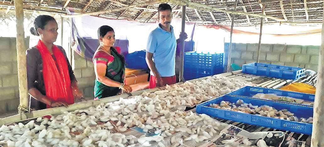 Kaani tribes take the ‘silk route’ for a better tomorrow