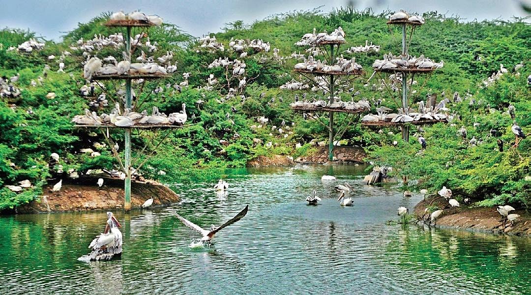 Uppalapadu bird sanctuary reopens after three months