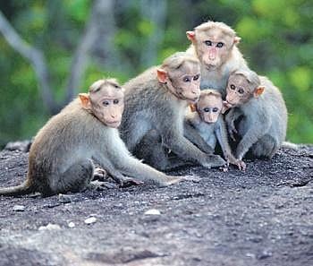 30 monkeys found dead under mysterious circumstances in Chikkamagaluru