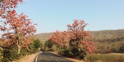 'Flame of the forest' blooms bright in Telangana's Adilabad district ...