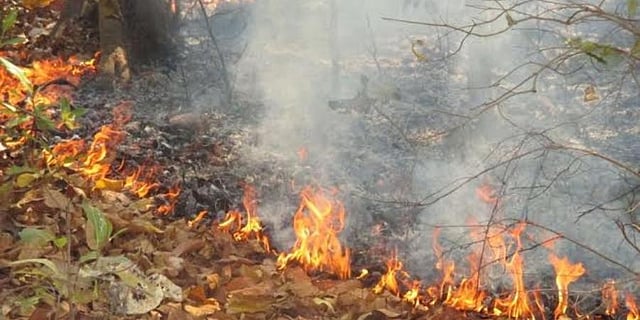 Rise in temperature leads to forest fire in Andhra's Nallamala forest