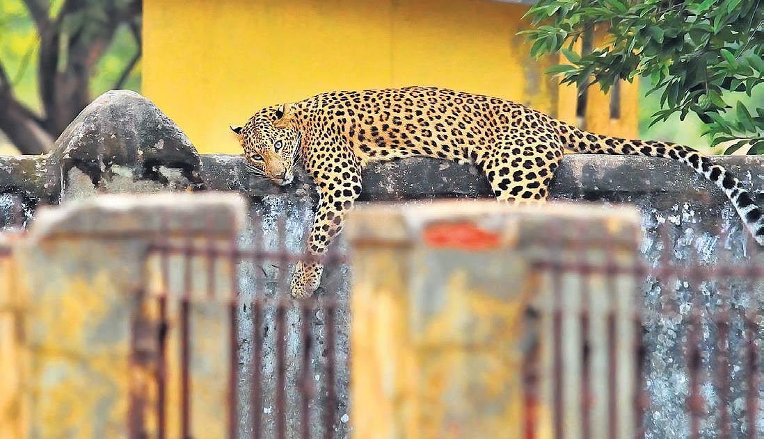 A summer with predators & prey