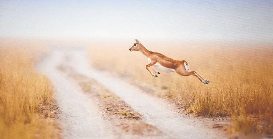 ‘Wild Frames’ shines with rare side of nature