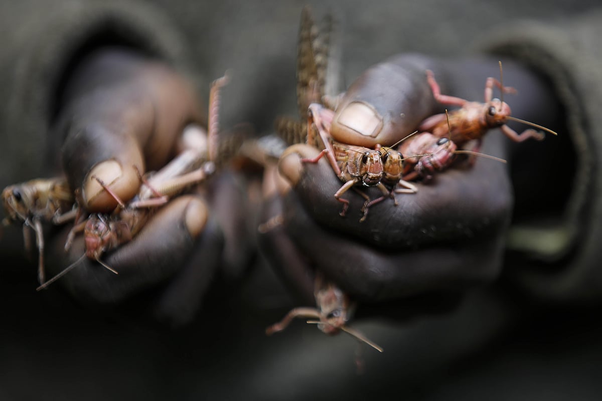 East Africa's locust outbreak continues into a second year