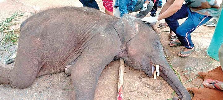 Ailing tusker succumbs at Kapilash Rescue Centre