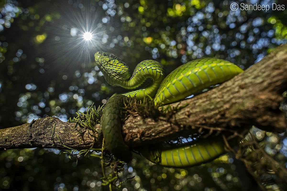 Little wild lives by Sandeep Das, Kerala's shutterbug-turned-biologist