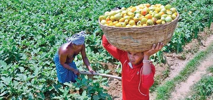 Farmers in distress, help them: Board tells govt