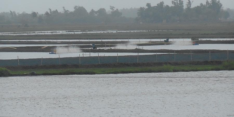 HC calls for action against illegal prawn gheris