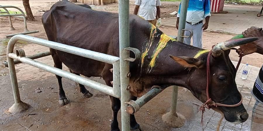 Cow that sustained burns admitted to veterinary hospital in Tallakulam