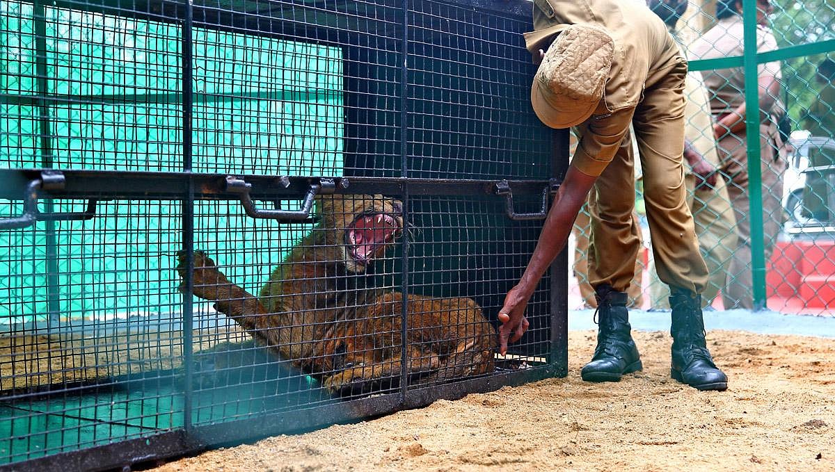 All Covid-infected lions in Vandalur Zoo test negative