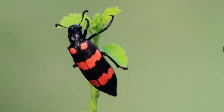 Blister beetle scare: 10 things to know and what should be done to ...
