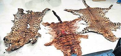 Nine big cat skins seized after raids in Kalahandi
