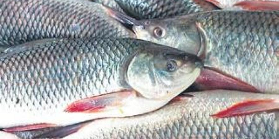 21 per cent of Telangana freshwater fish exported to West Bengal