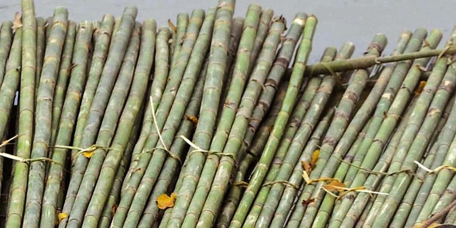 Telangana's Medar community celebrates World Bamboo Day