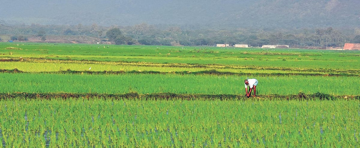 Agriculture contributes 37.27 per cent to Andhra Pradesh’s Gross Value ...